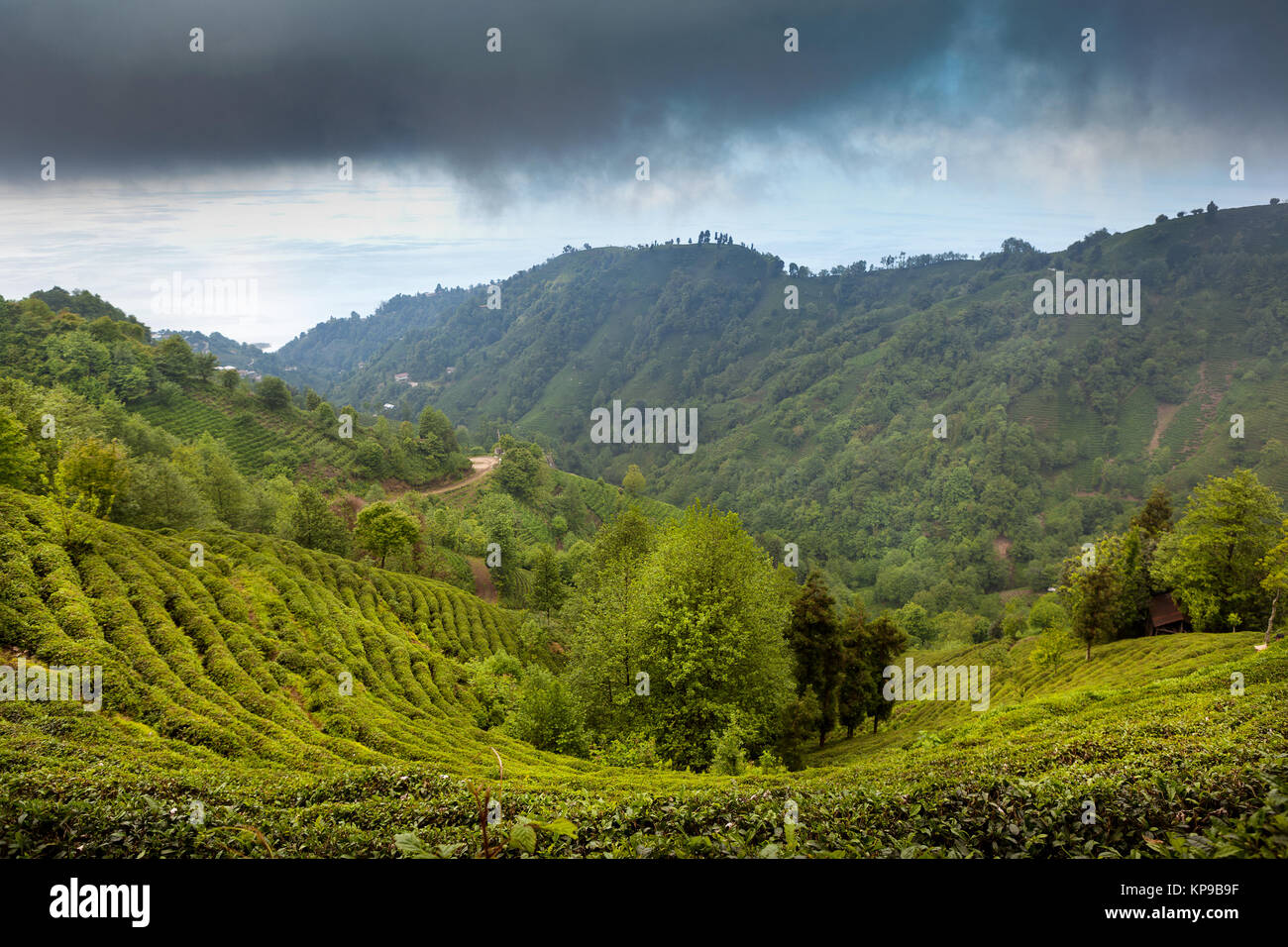 tea fields - Rize - Turkey Stock Photo - Alamy