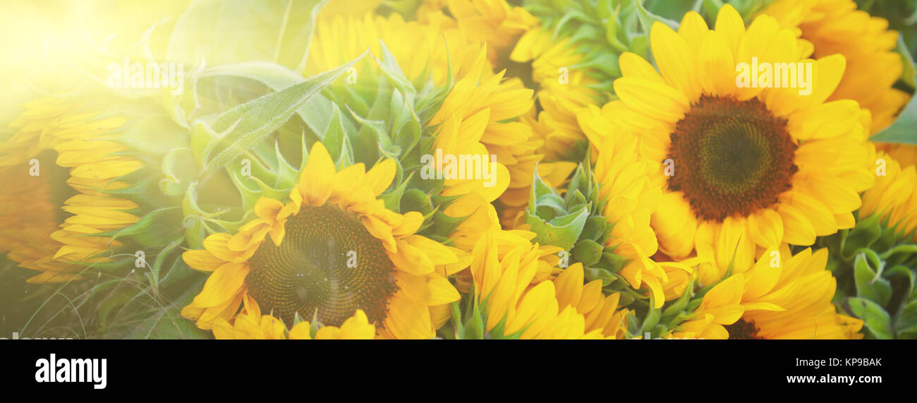 Decorative Sunflowers bunch. Long wide banner Stock Photo - Alamy