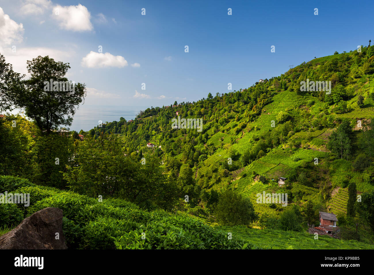 Rize tea hi-res stock photography and images - Alamy