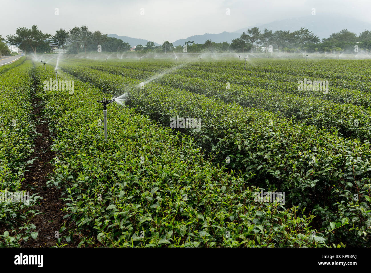 Tea plantation at TaiWan Stock Photo - Alamy