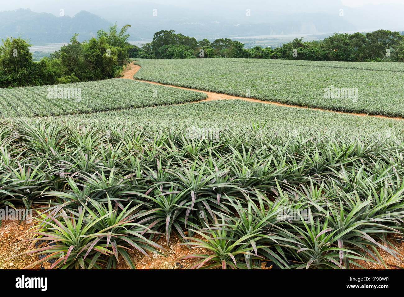 Pineapple field in TaiTung, TaiWan Stock Photo - Alamy