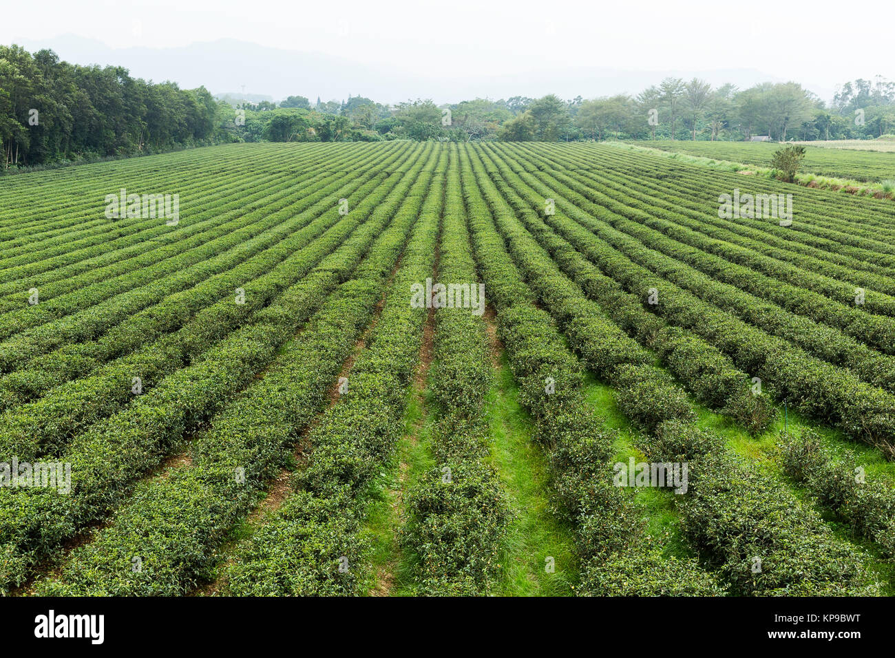 Tea plantation fields Stock Photo - Alamy