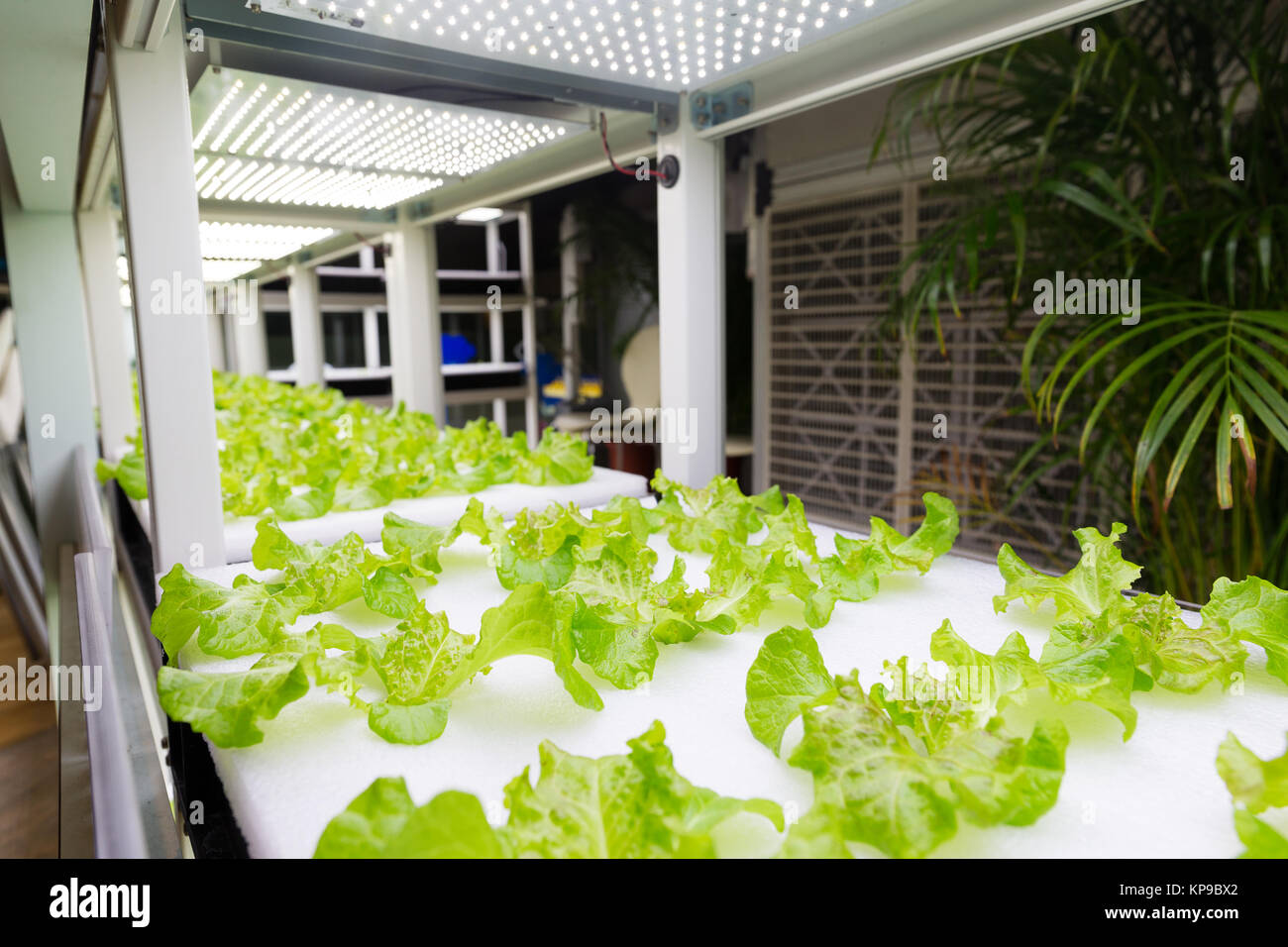 Fresh organic vegetable in hydroponic vegetable field Stock Photo - Alamy
