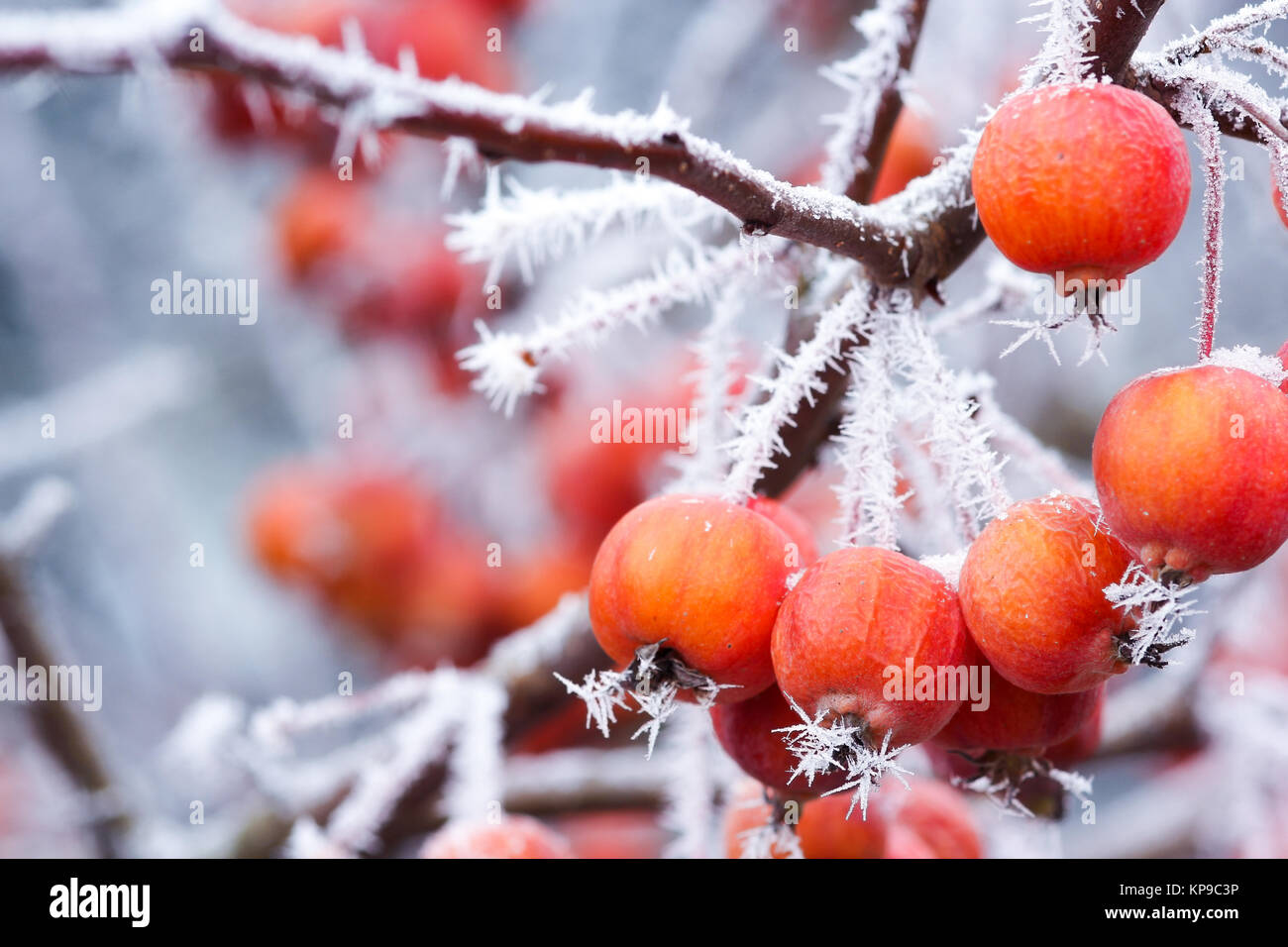 apples with frost Stock Photo - Alamy
