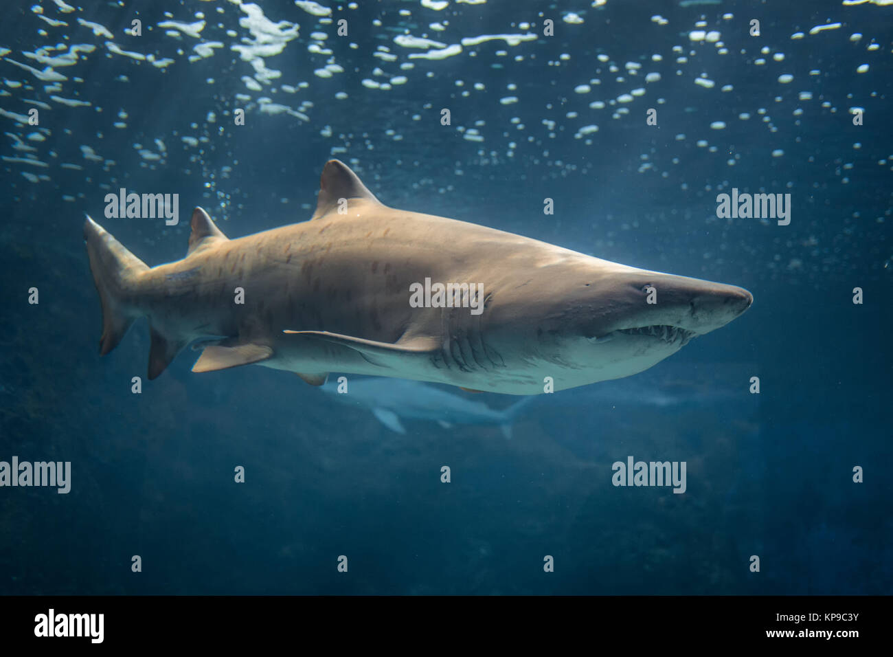 Aquarium predator hi-res stock photography and images - Alamy