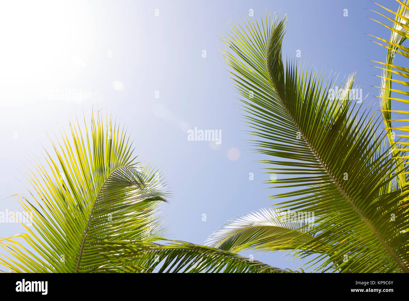 Beautiful palm trees Stock Photo - Alamy