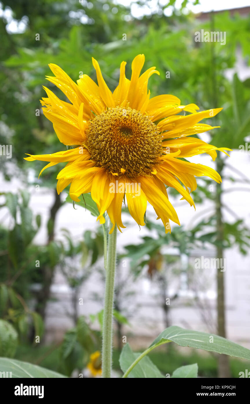Merry gold flower head hi-res stock photography and images - Alamy