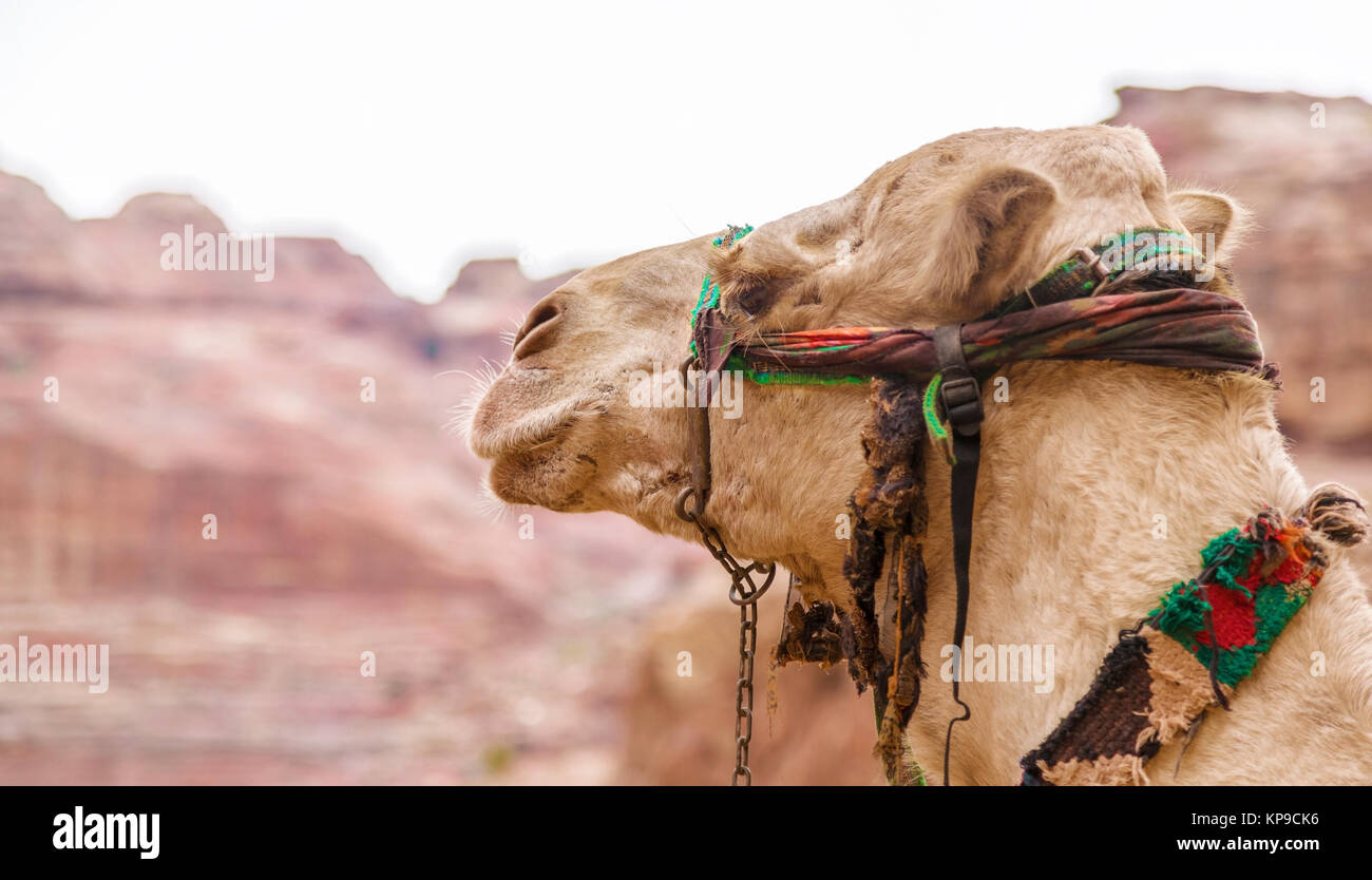 Camel portrait in Petra, Jordan Stock Photo - Alamy