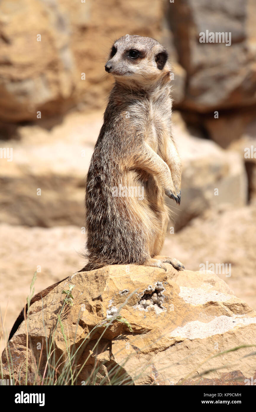meerkat watching over his group Stock Photo - Alamy