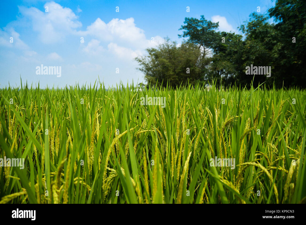 Green Rice Field Stock Photo - Alamy