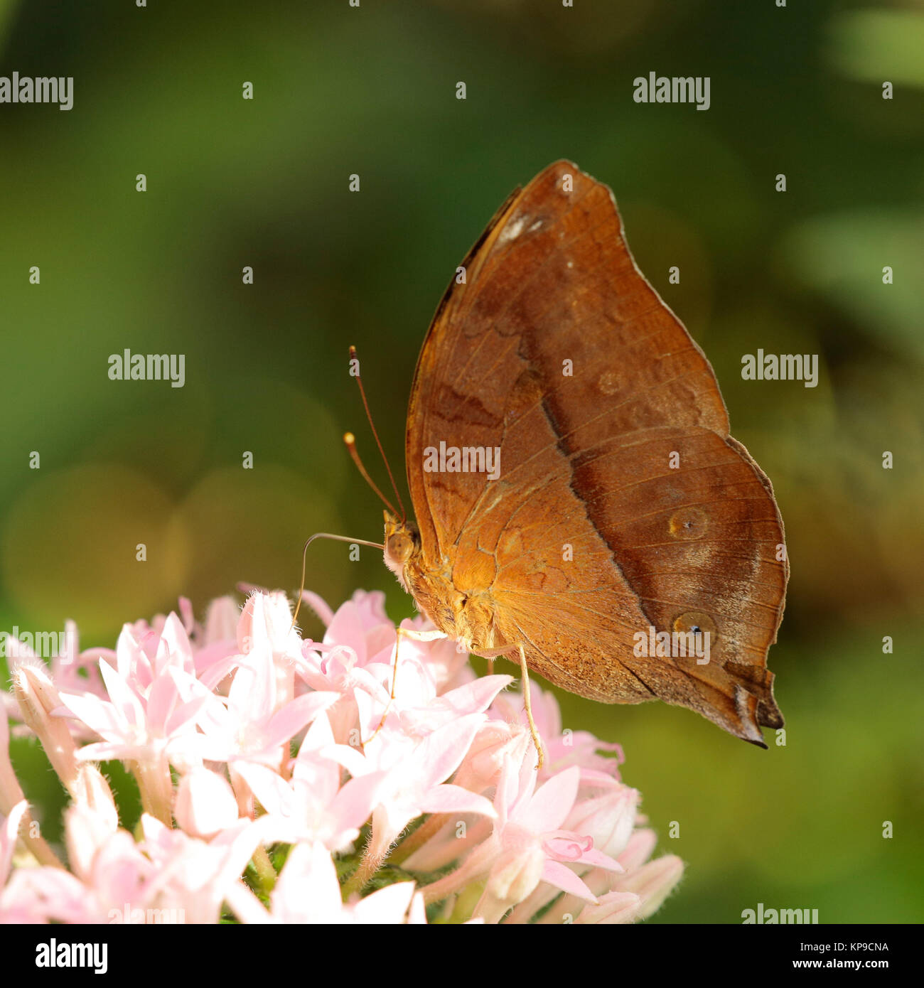 Indian leaf butterfly hi-res stock photography and images - Alamy