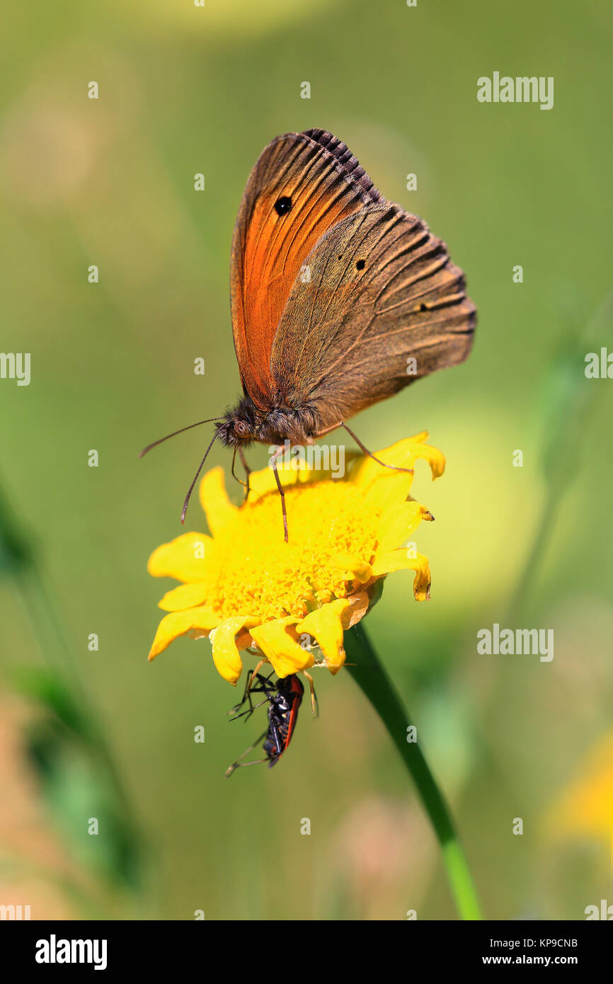 small heufalter sitting on yellow flower coenonympha hero Stock Photo ...