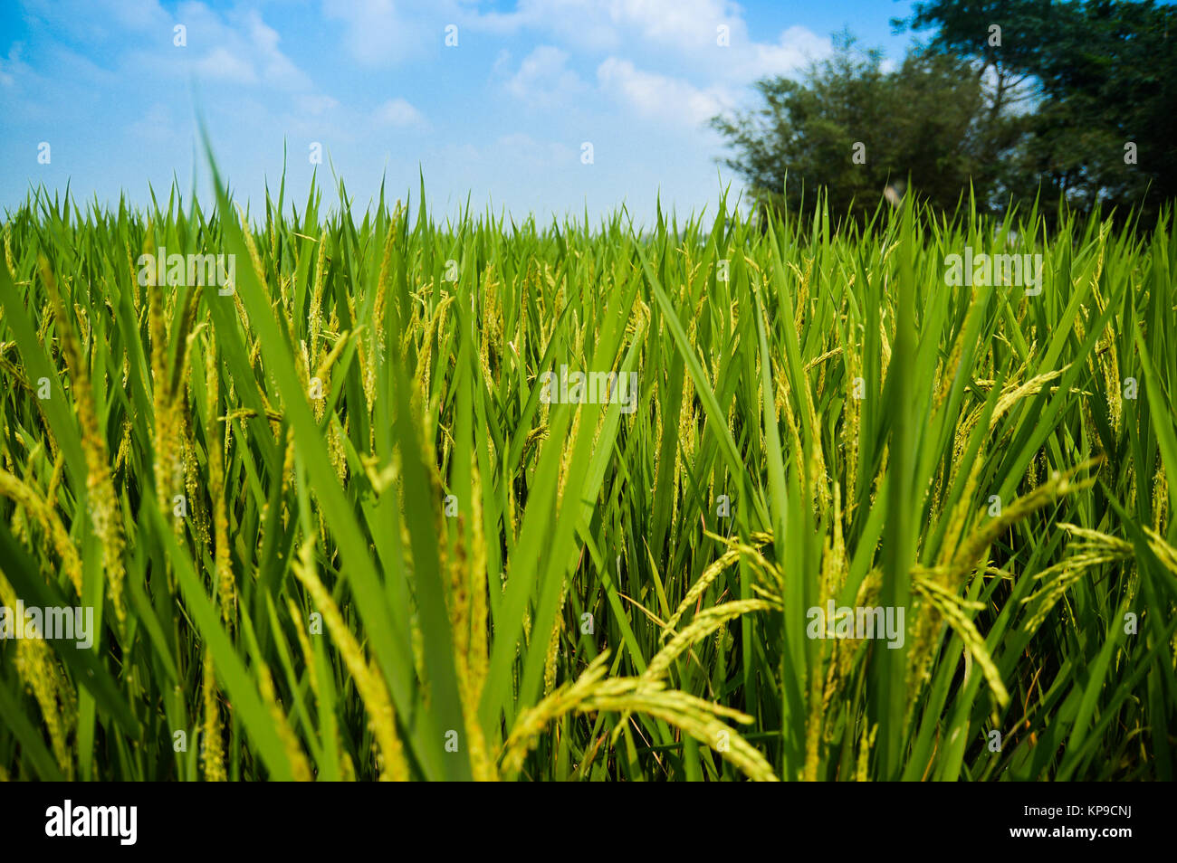 Hybrid rice hi-res stock photography and images - Alamy