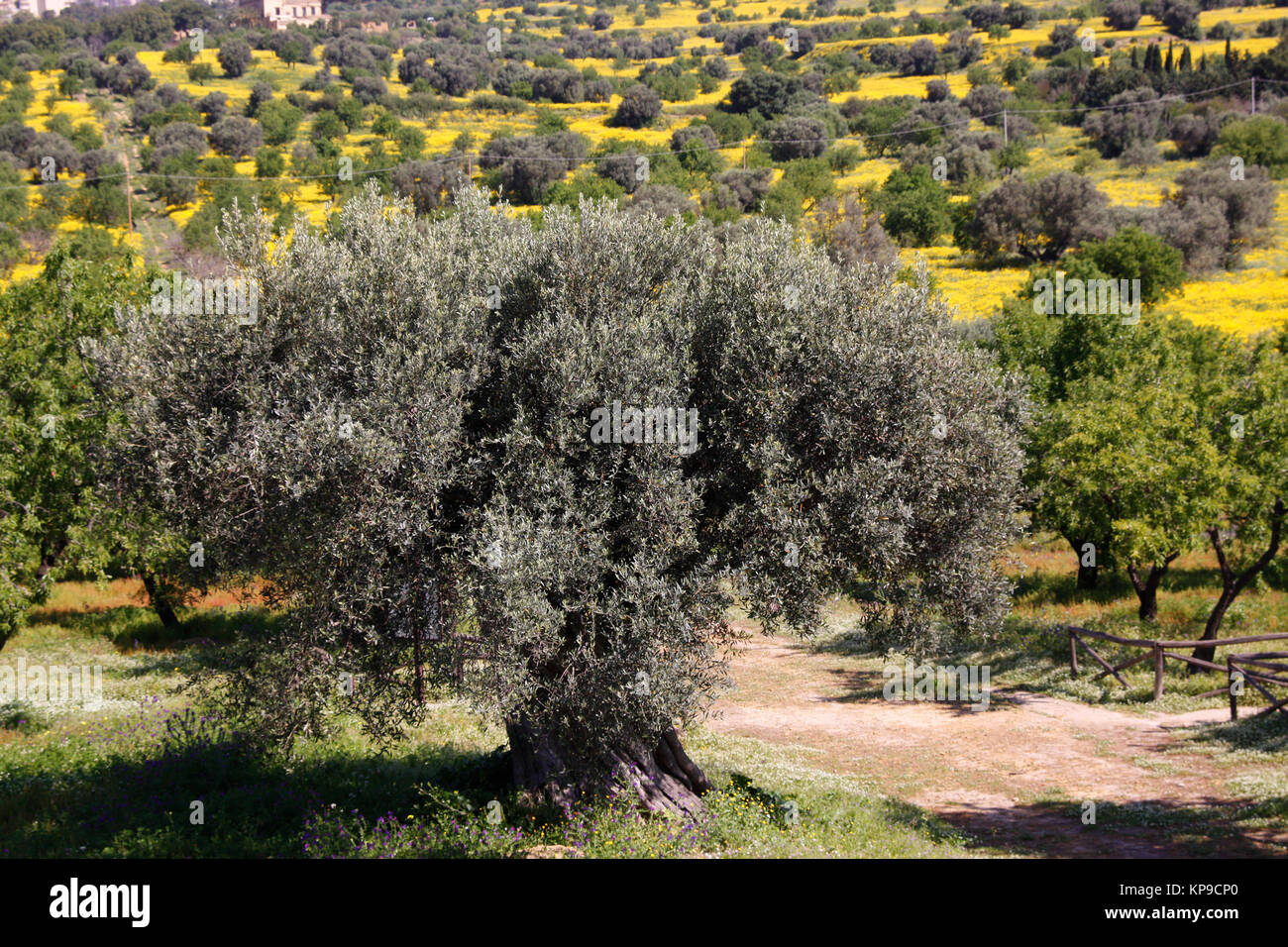 Olive tree in southern European countryside Stock Photo - Alamy