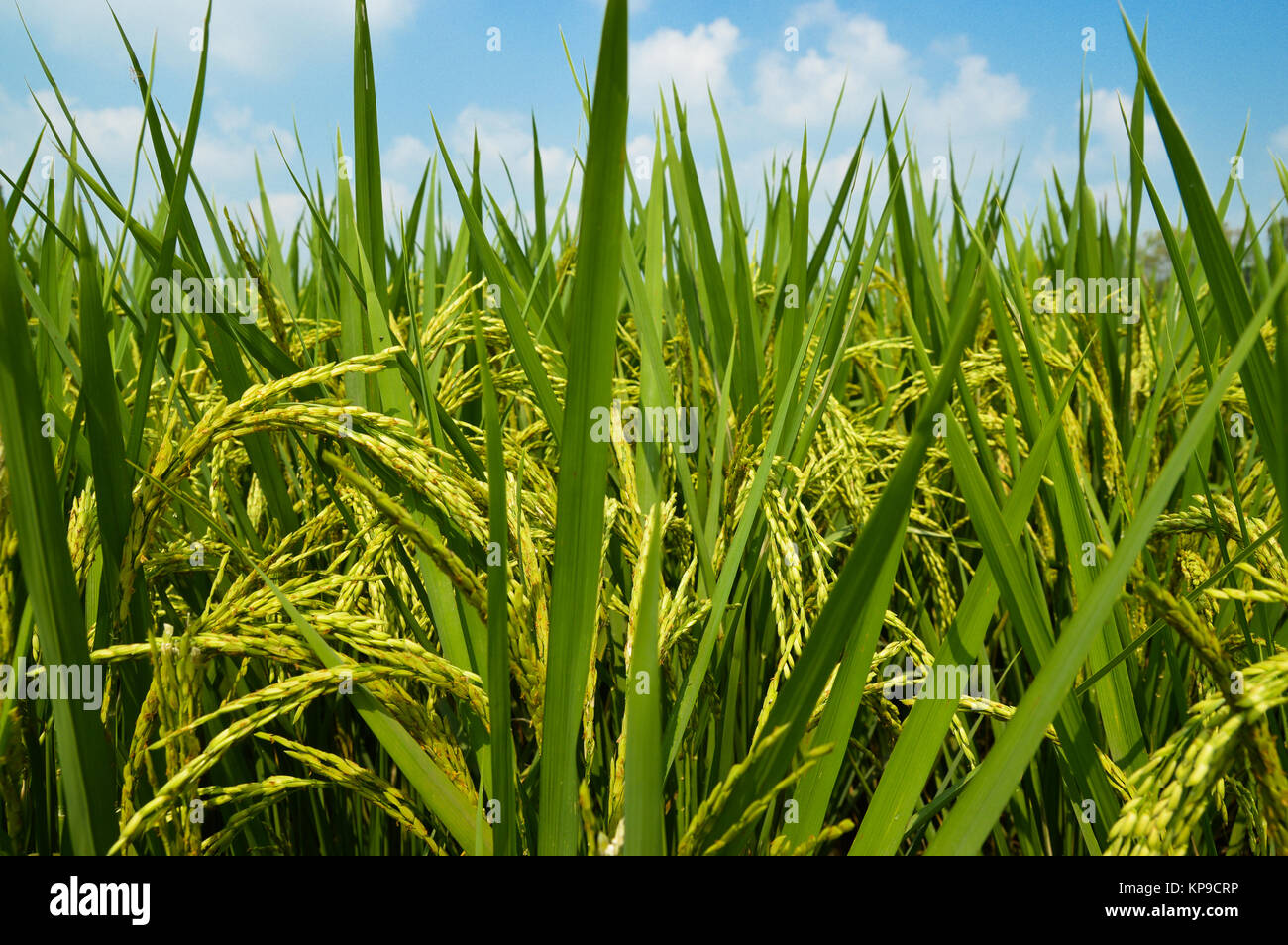 Green Rice Field Stock Photo - Alamy