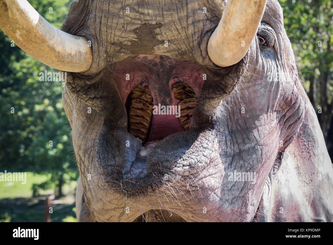 Lower jaw of an elephant hi-res stock photography and images - Alamy