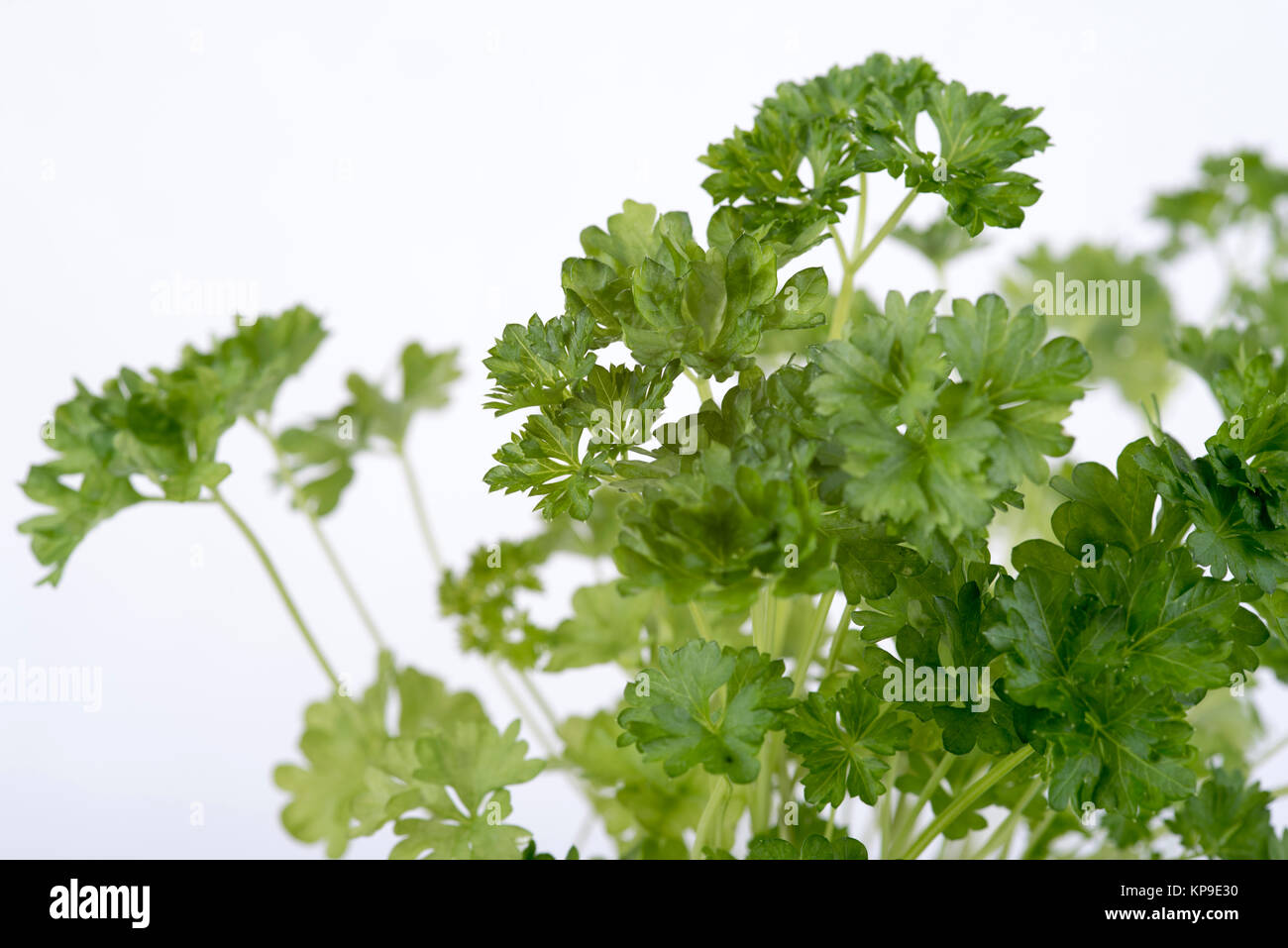 parsley on a white background Stock Photo - Alamy
