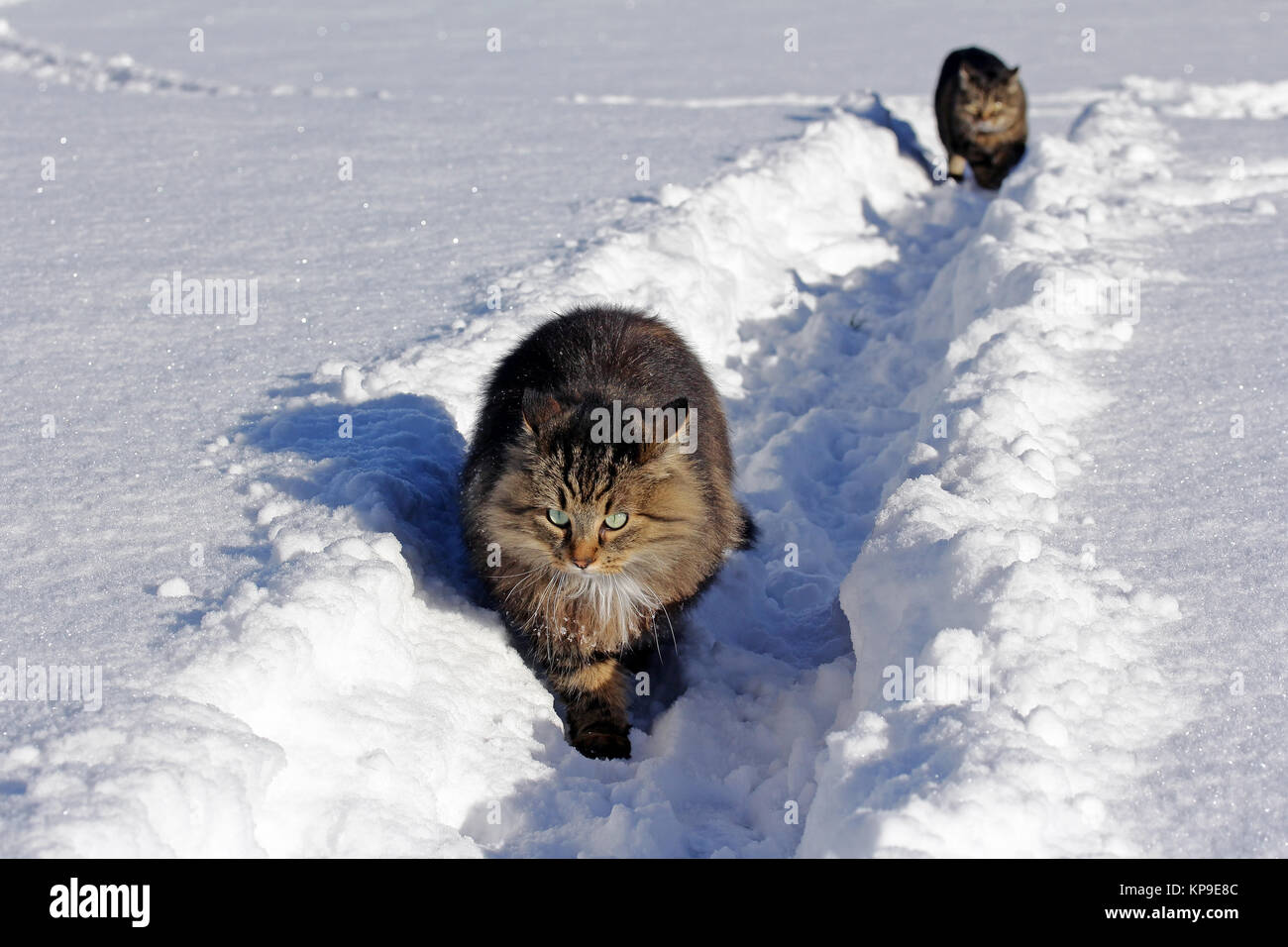 two cats run together through the deep snow Stock Photo - Alamy