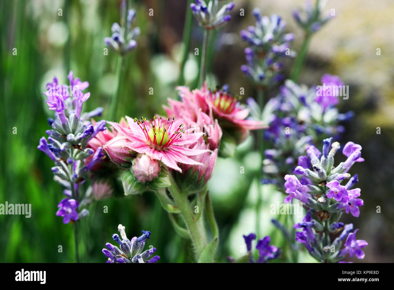 Sempervivum tectorum succulent hi-res stock photography and images - Alamy
