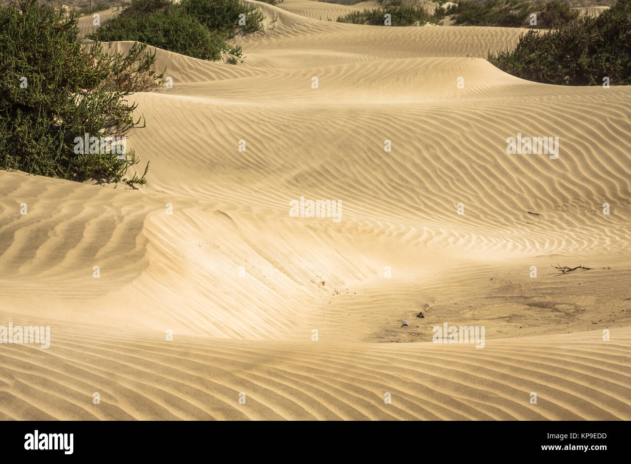 sand dunes on famara beach,lanzarote Stock Photo - Alamy
