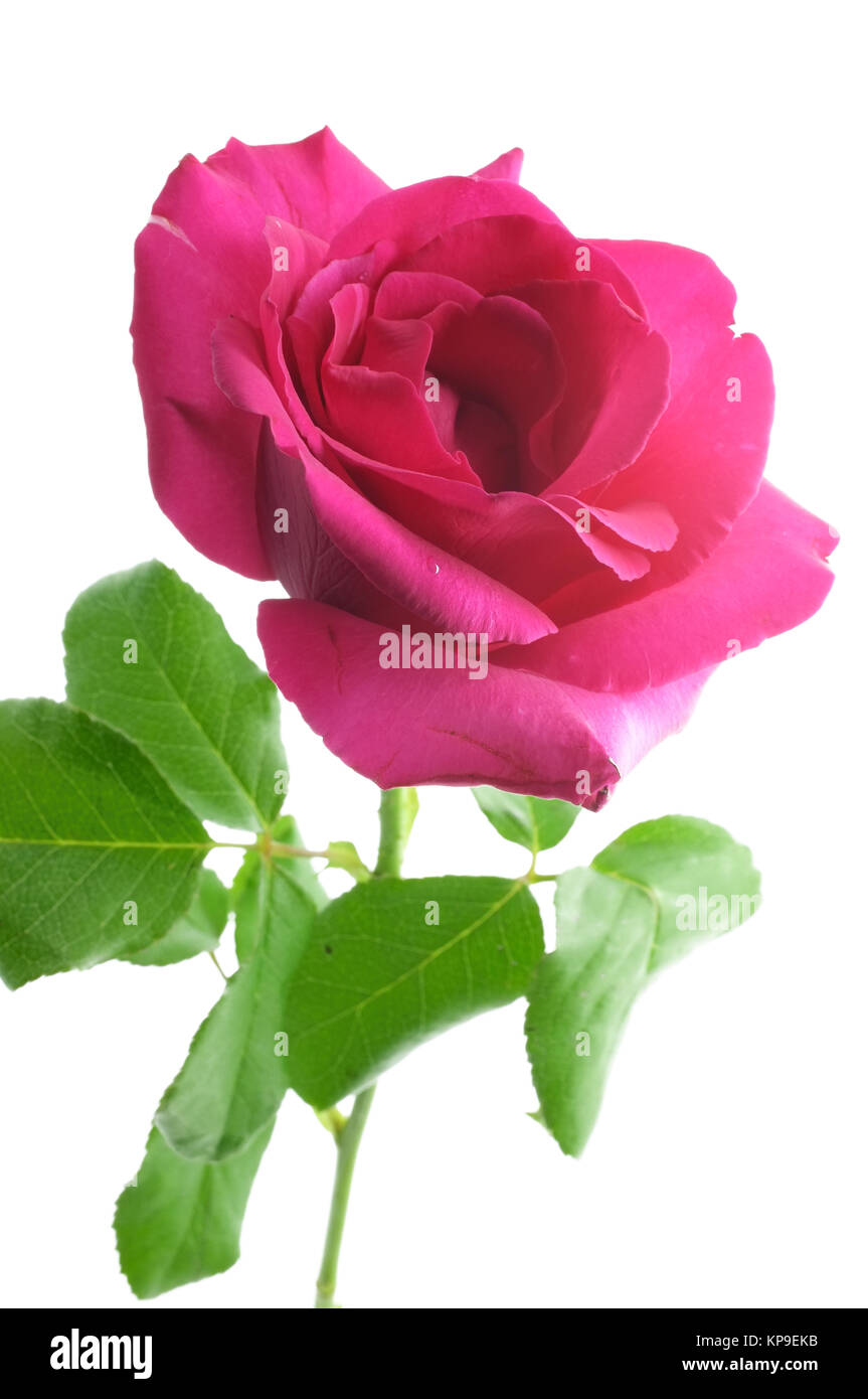 Natural pink rose Stock Photo - Alamy