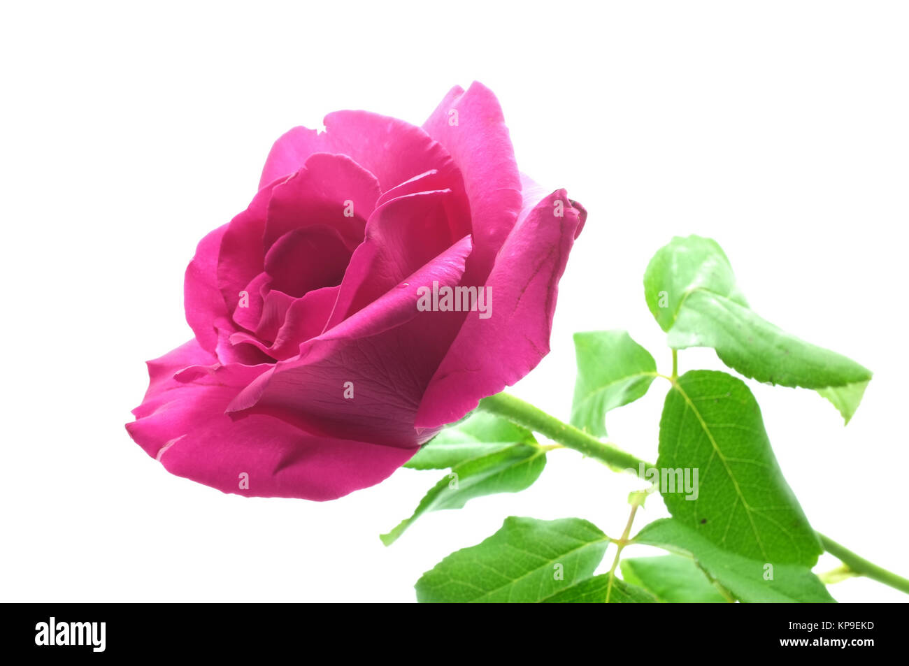 Natural pink rose Stock Photo - Alamy