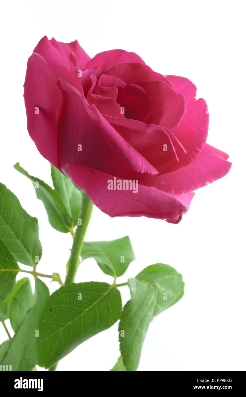 Natural pink rose Stock Photo - Alamy