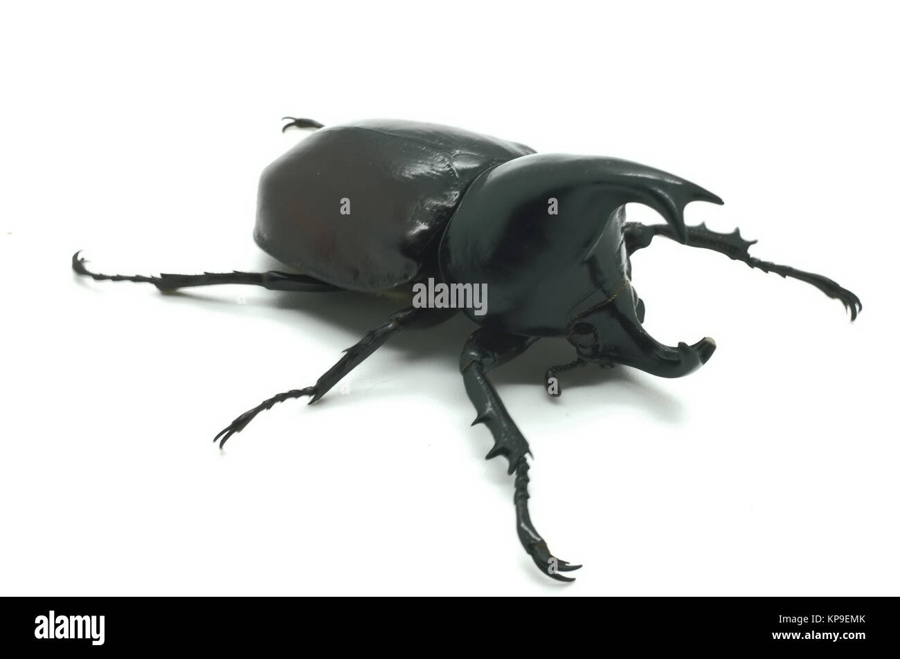 Rhino very big horn Cut Out Stock Images & Pictures - Alamy