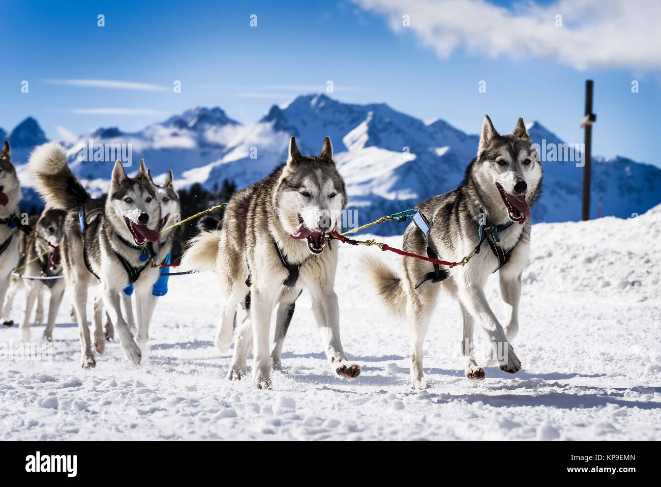 Sledge dogs in speed racing Stock Photo - Alamy