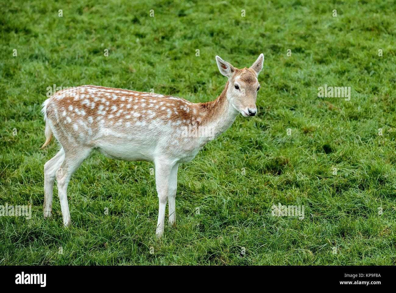 A Fallow deer Stock Photo - Alamy