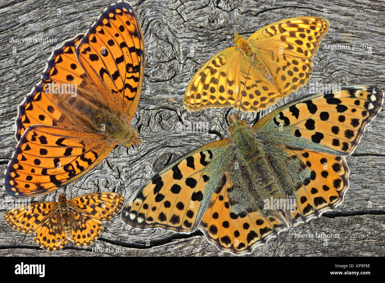 Various fritillary hi-res stock photography and images - Alamy