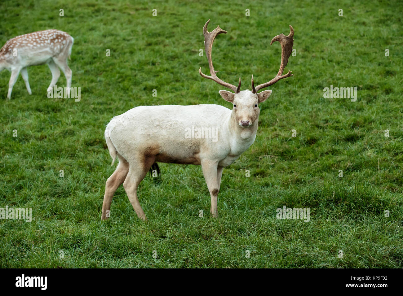 A Fallow deer Stock Photo - Alamy