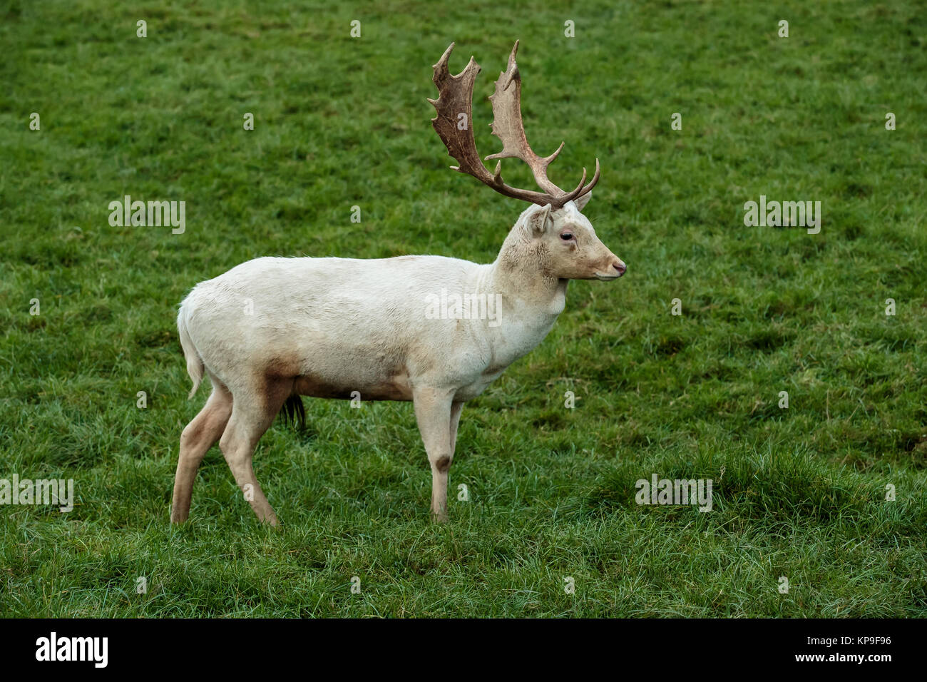 A Fallow deer Stock Photo - Alamy
