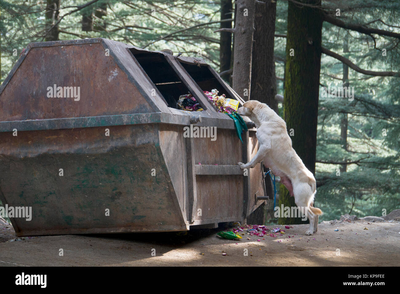 Street dog scavenging food from dumpster in Mcleod Ganj, India Stock ...