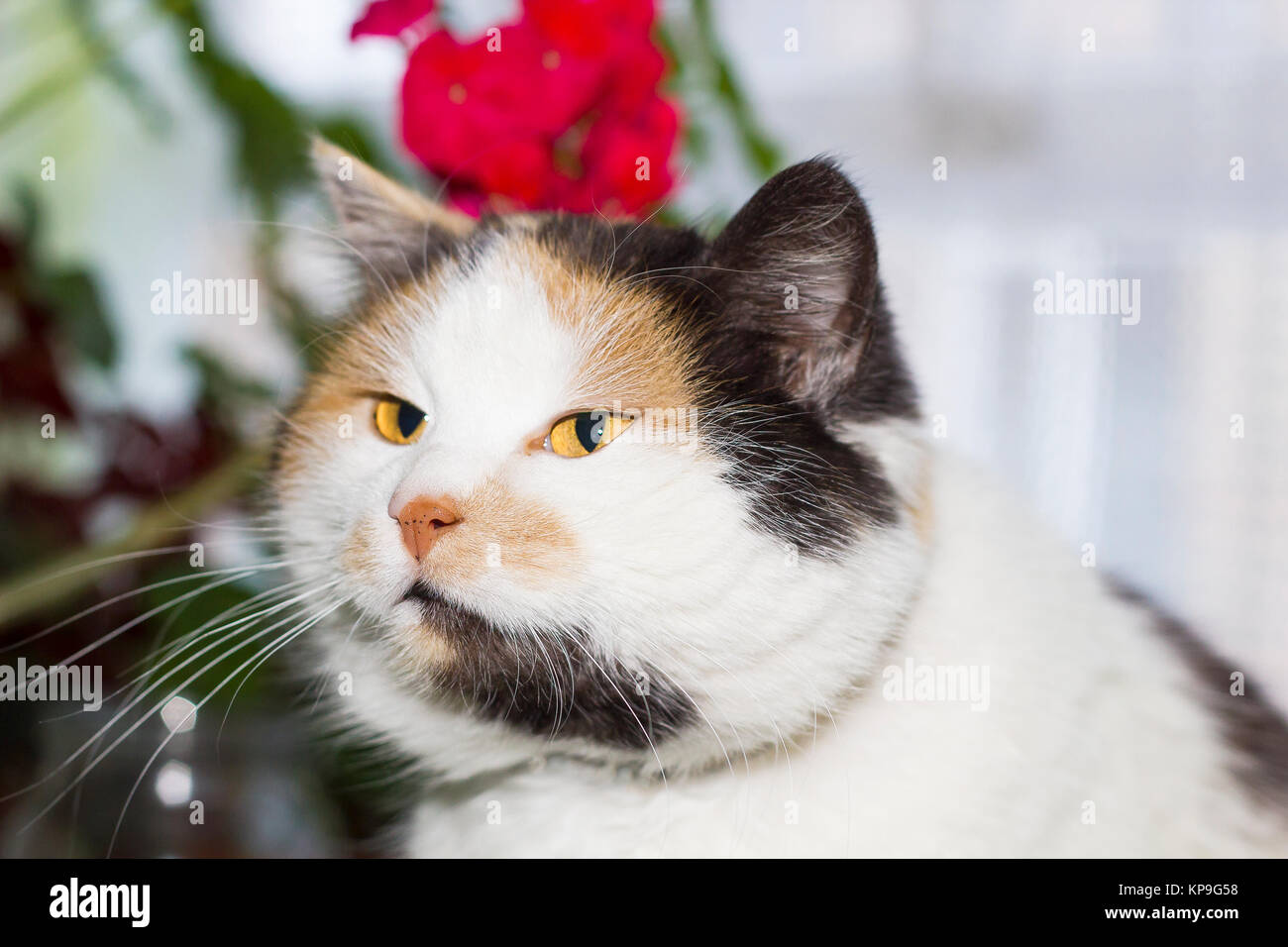 Portrait of beautiful calico cat with orange and spotted nose Stock ...