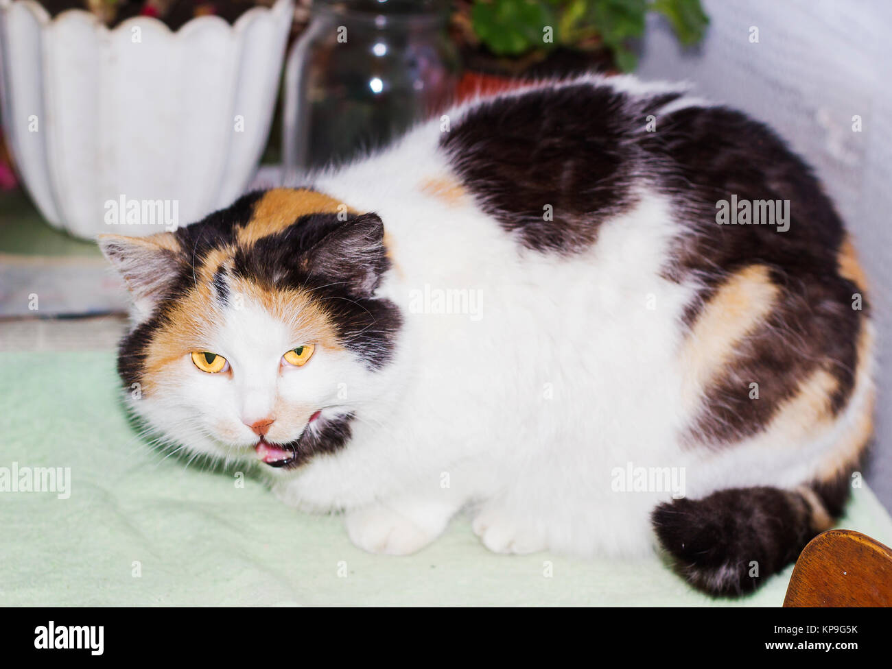 Calico blinds hi-res stock photography and images - Alamy
