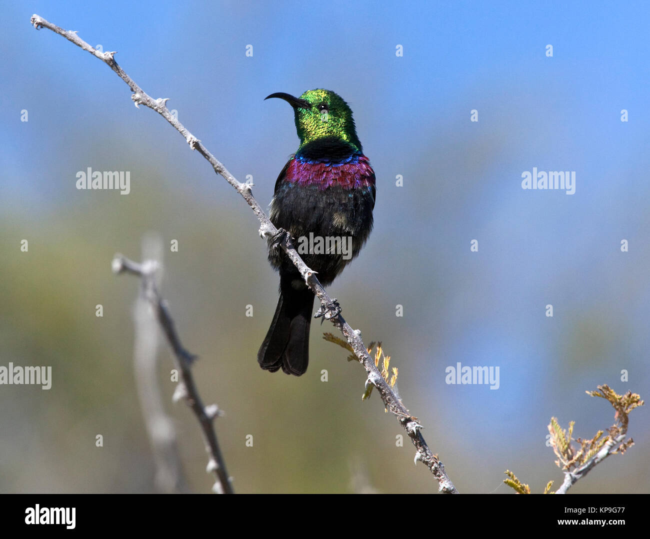 Marico Sunbird (Cinnyris mariquensis) Etosha National Park in Namibia ...