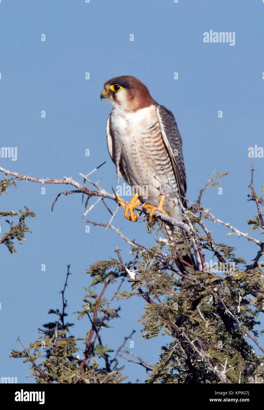 A young African Goshawk (Accipiter tachiro) in the Chobe River region ...