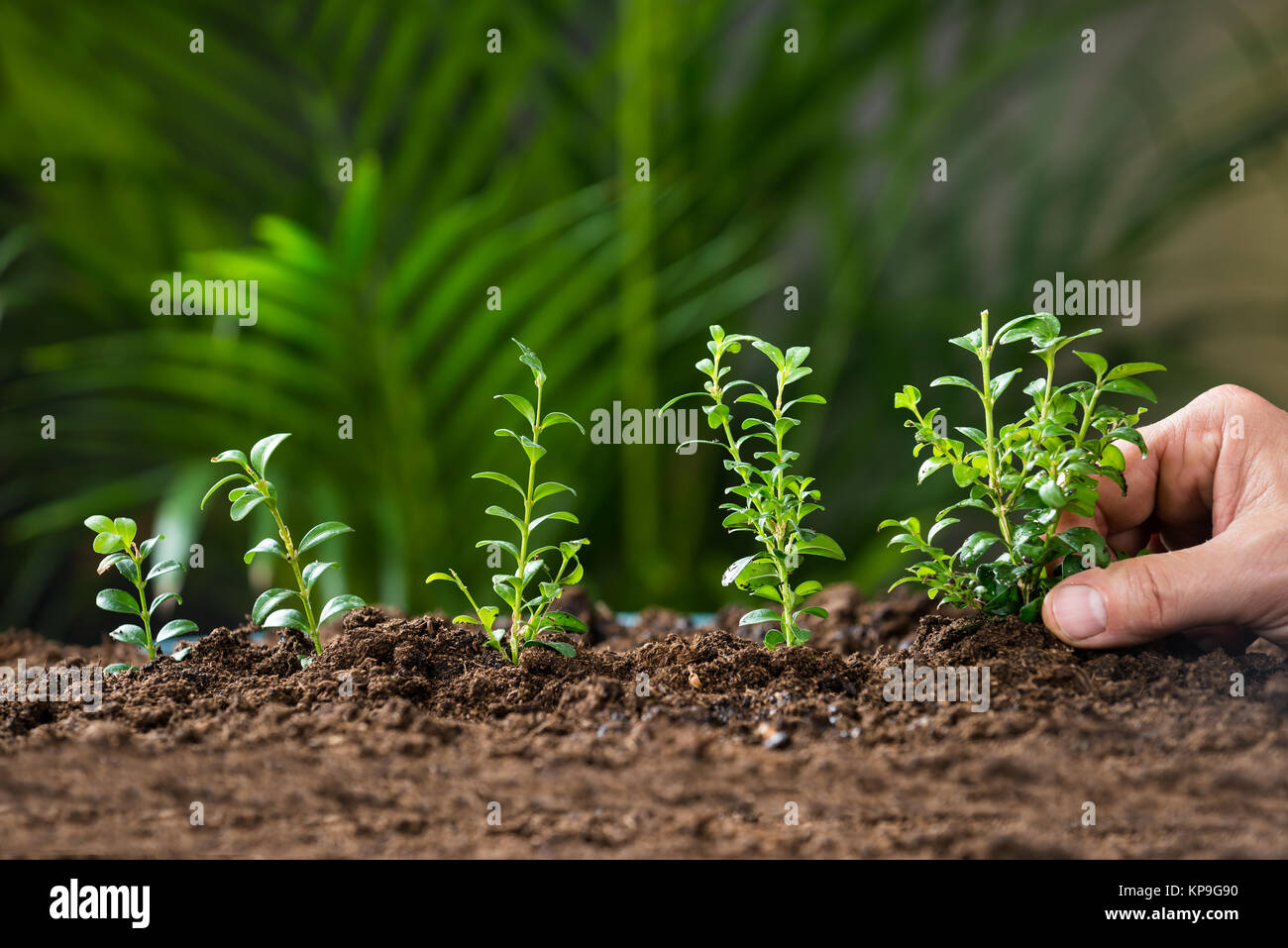 Man's Hand Planting Tree On Ground Stock Photo - Alamy