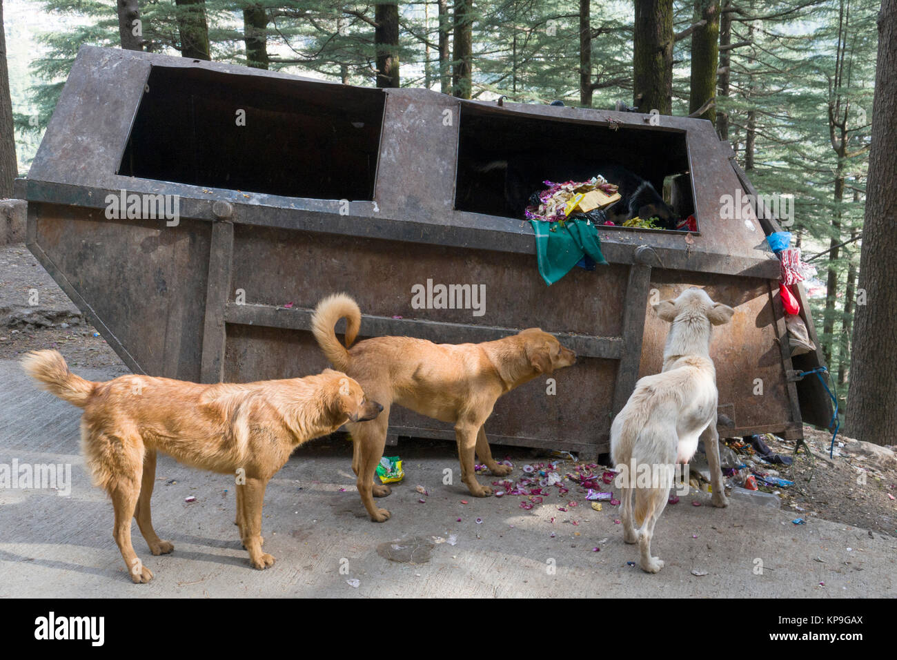 Street dogs scavenging food from dumpster in Mcleod Ganj, India Stock ...