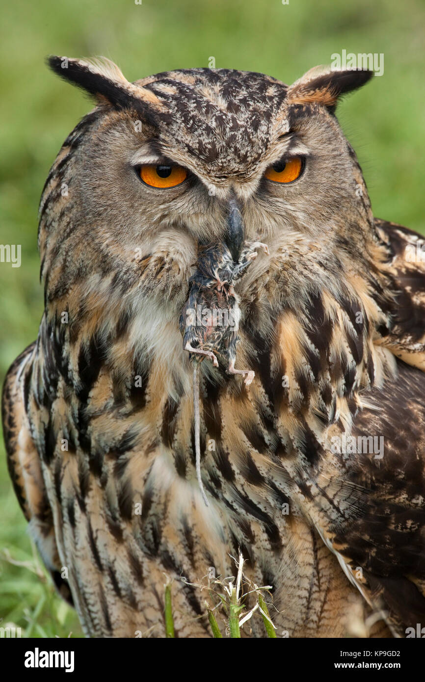 Eagle with mouse hi-res stock photography and images - Alamy