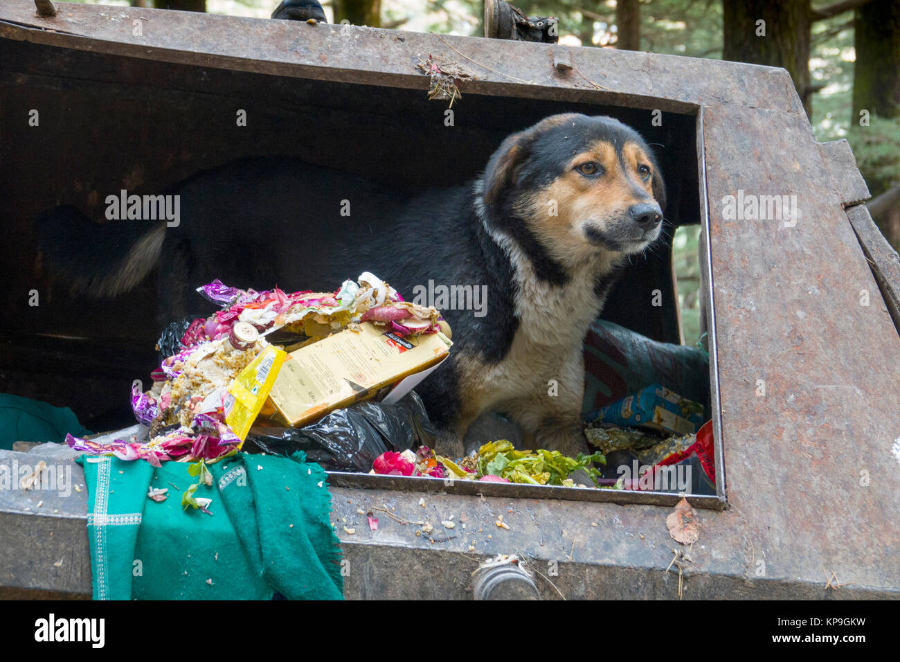 Street dog scavenging food from dumpster in Mcleod Ganj, India Stock ...