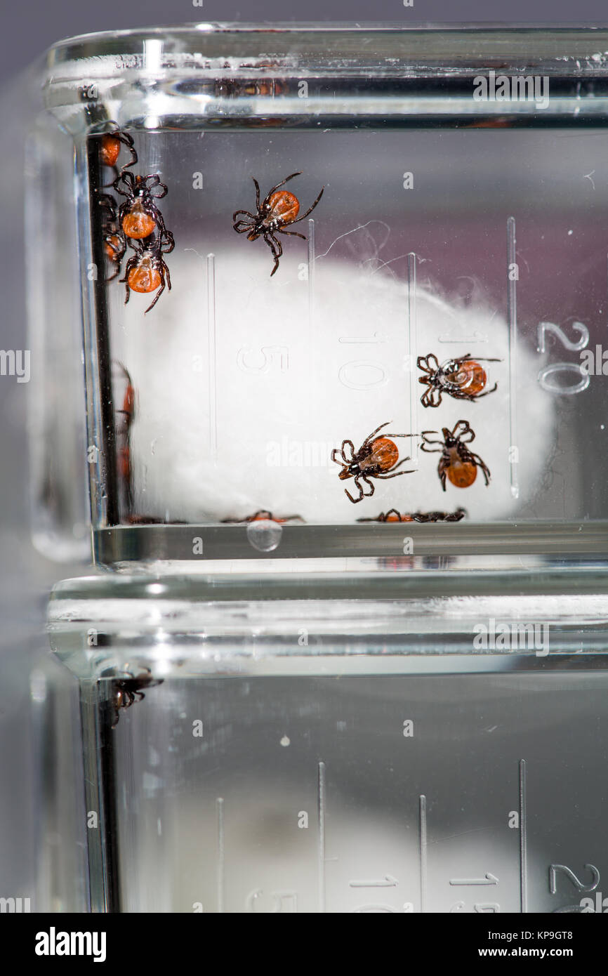 Study and analysis of female ticks Ixodes Ricinus by the animal health ...