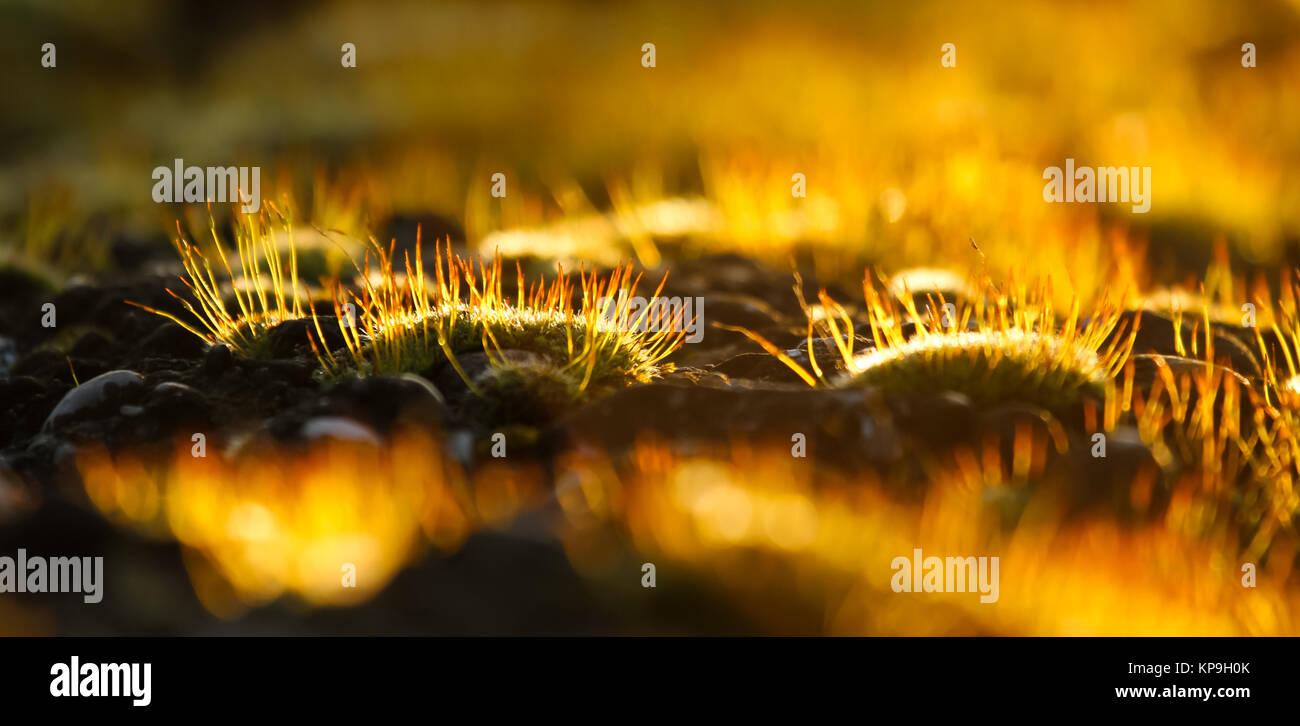 moss in the back light Stock Photo - Alamy