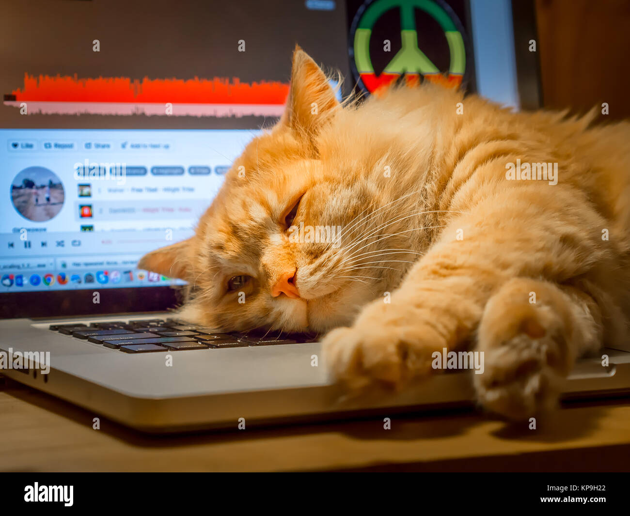 Domestic ginger cat is laying and relaxing on a laptop keyboard Stock ...
