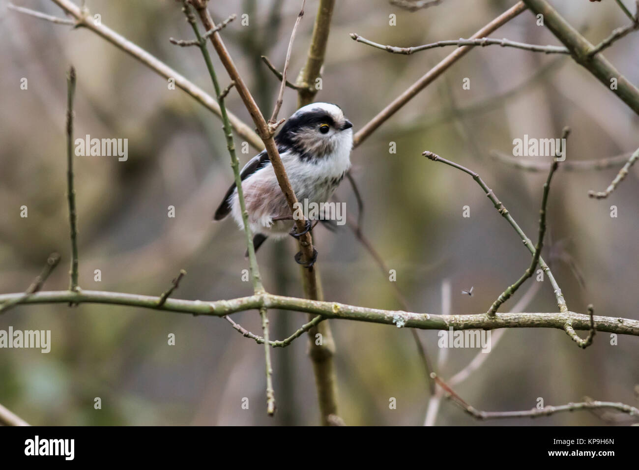 long-tailed tit (aegithalos caudatus Stock Photo - Alamy