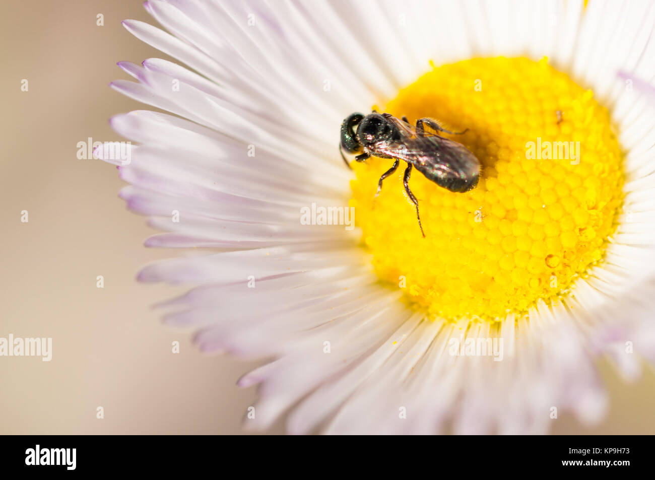 Bug on the Buds Stock Photo - Alamy