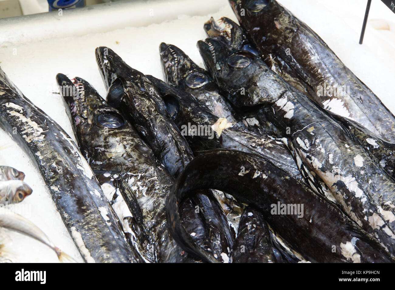 black scabbardfish (aphanopus carbo Stock Photo - Alamy