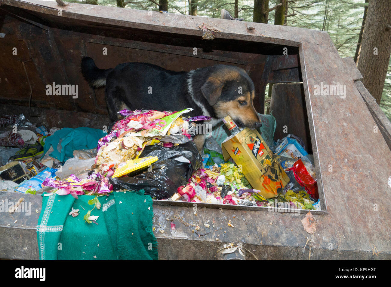 Dogs mess bin hi-res stock photography and images - Alamy