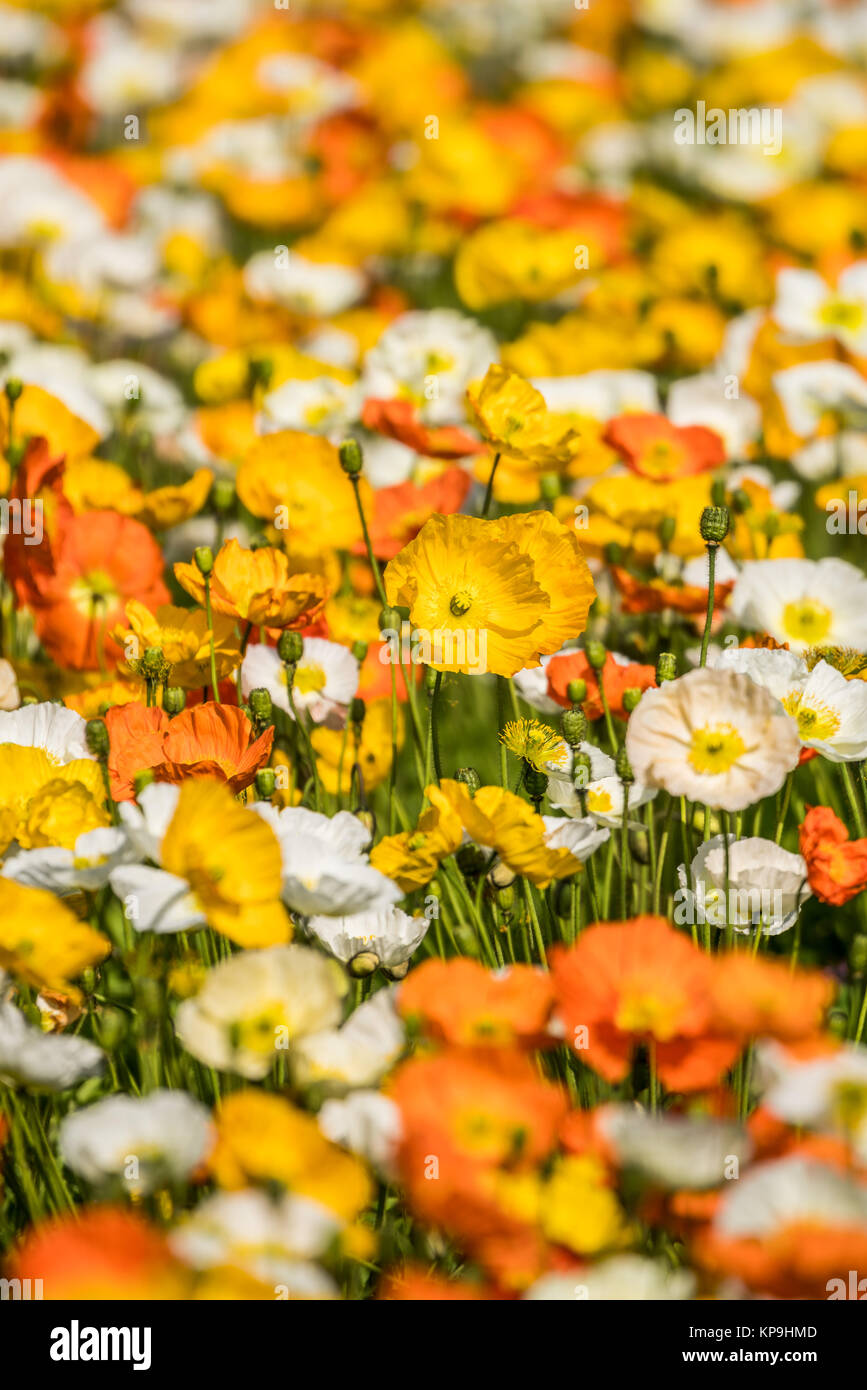 Iceland poppy (Papaver nudicaule Stock Photo - Alamy